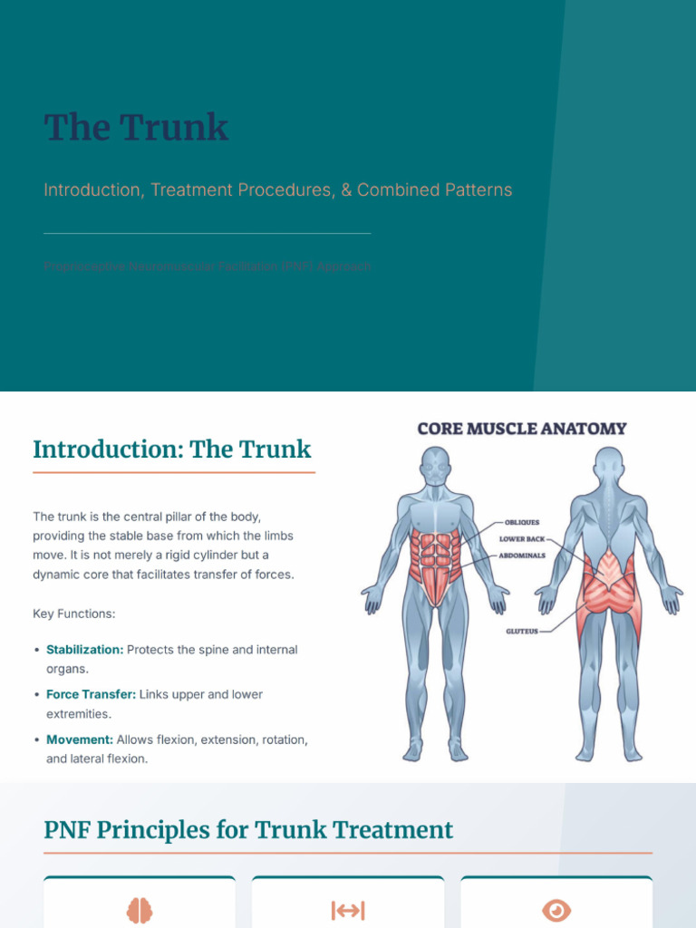 The Trunk - PNF Treatment Procedures - 251123 - 231437 | PDF