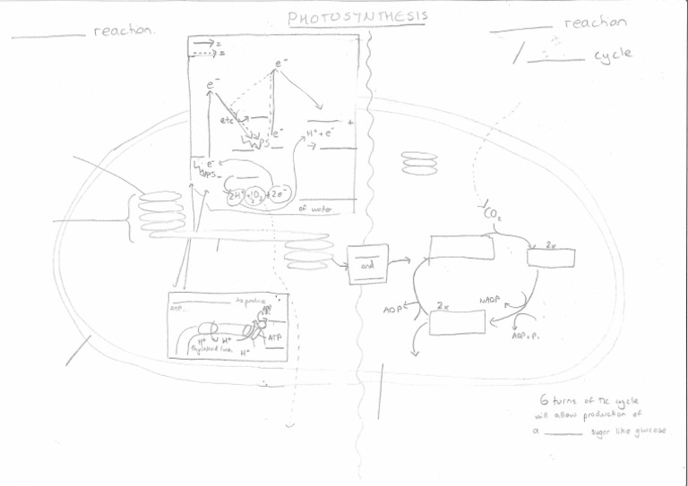Photosynthesis Summary Poster | PDF