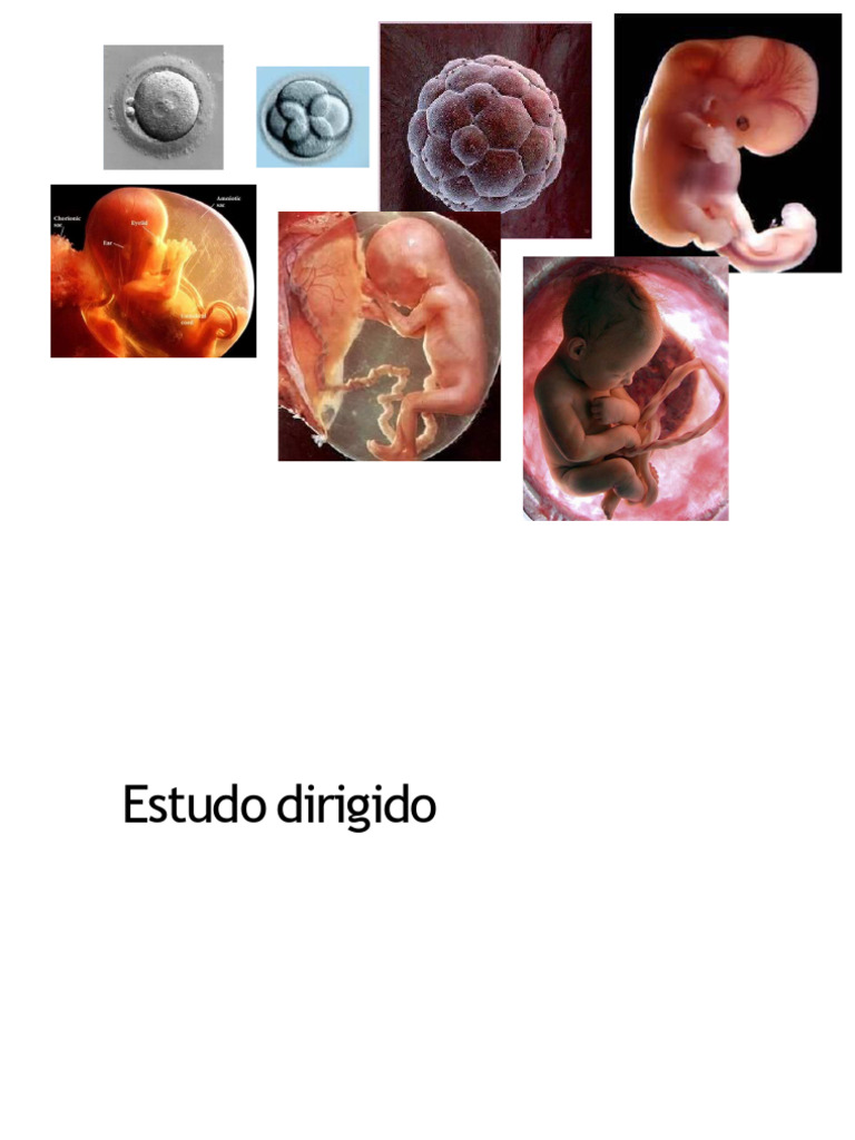 Aula 1- Embrio (Introdução ao desenvolvimento Humano) | PDF | Embrião ...
