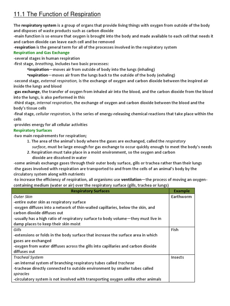 Overview of the Respiratory System | PDF | Respiratory Tract | Lung