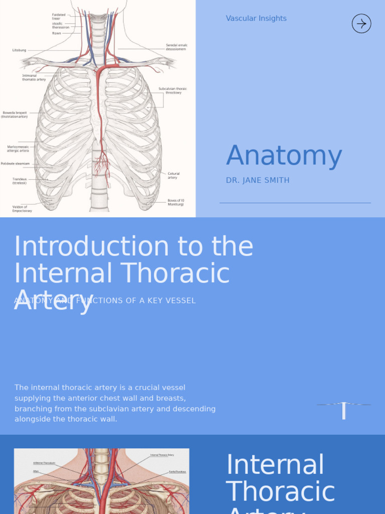 Internal Thoracic Artery Overview | PDF | Coronary Artery Bypass ...