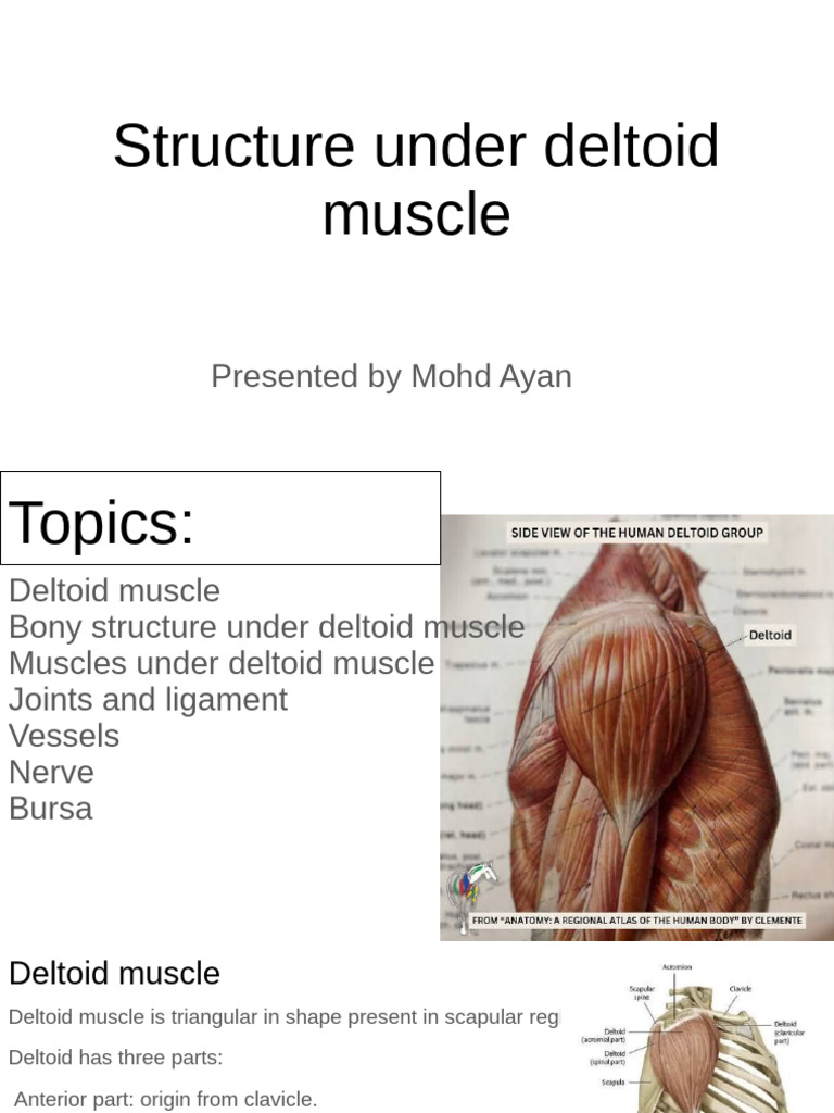 Anatomy of Deltoid Muscle Structures | PDF