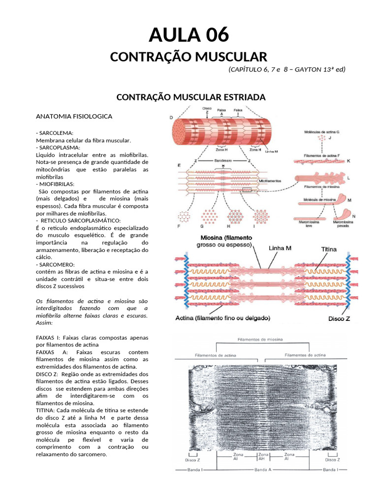 Mecanismo da Contração Muscular Esquelética | PDF | Junção ...