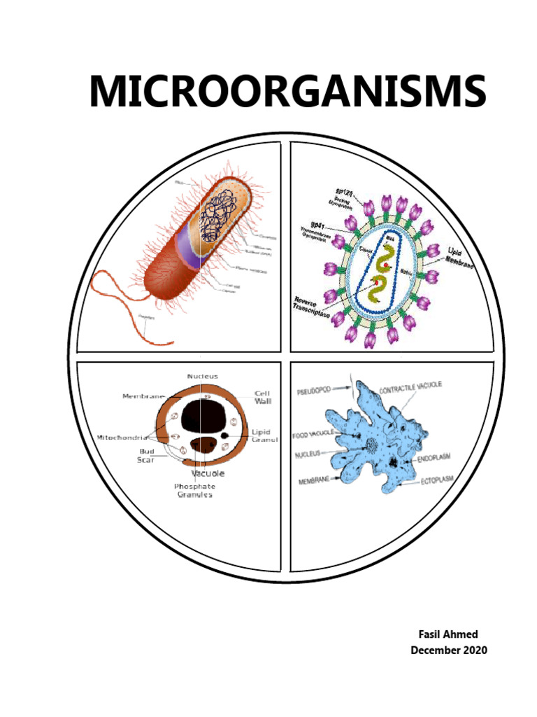 Biology 12 - Notes and UEE on Microorganisms | PDF | Virus | Protozoa