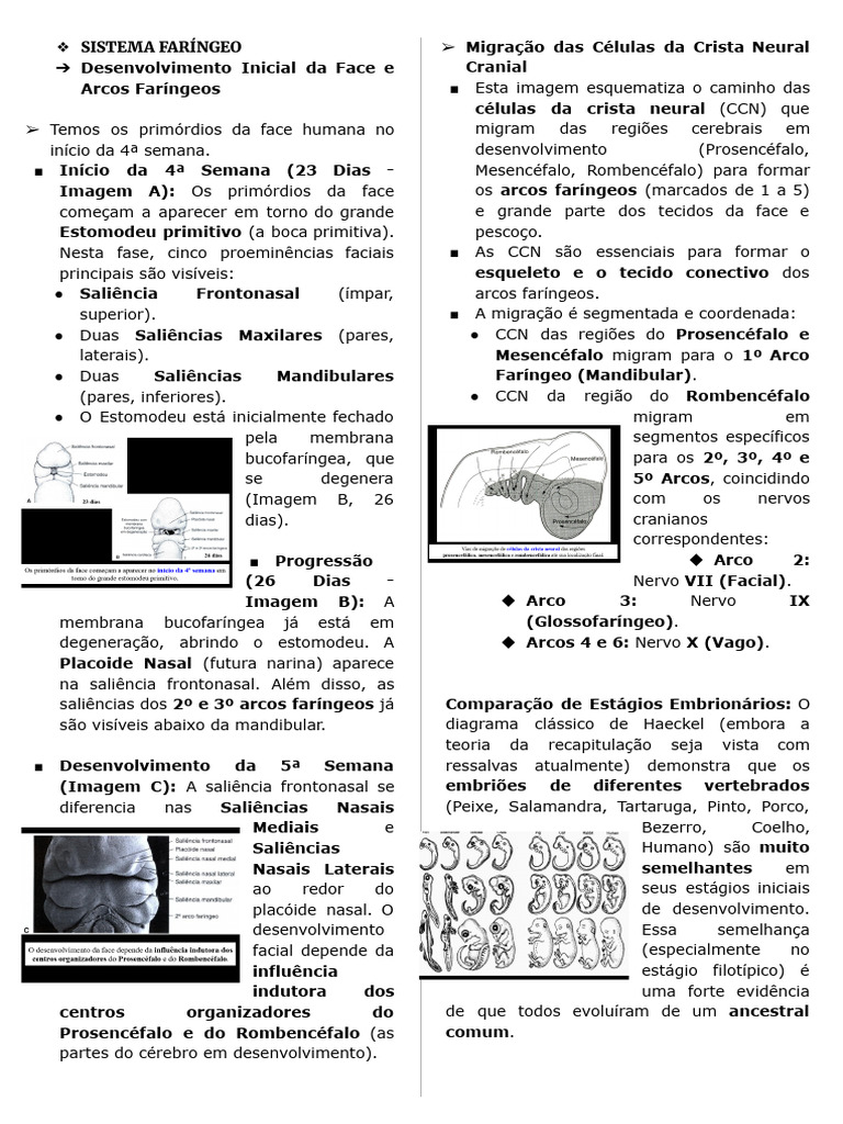 Sistema Faríngeo | PDF | Língua | Laringe