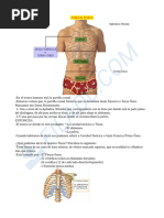 Anatomía de la Región Esternal | PDF | Sistema esquelético | Anatomía ...