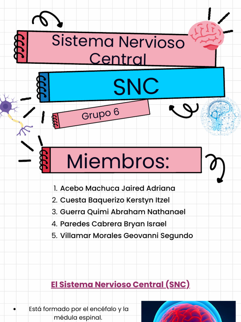 Funciones y Estructura del SNC | PDF | Cerebro | Hipotálamo