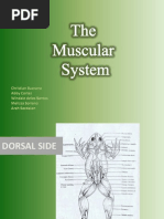 Cat Muscular System Overview | PDF | Foot | Vertebral Column