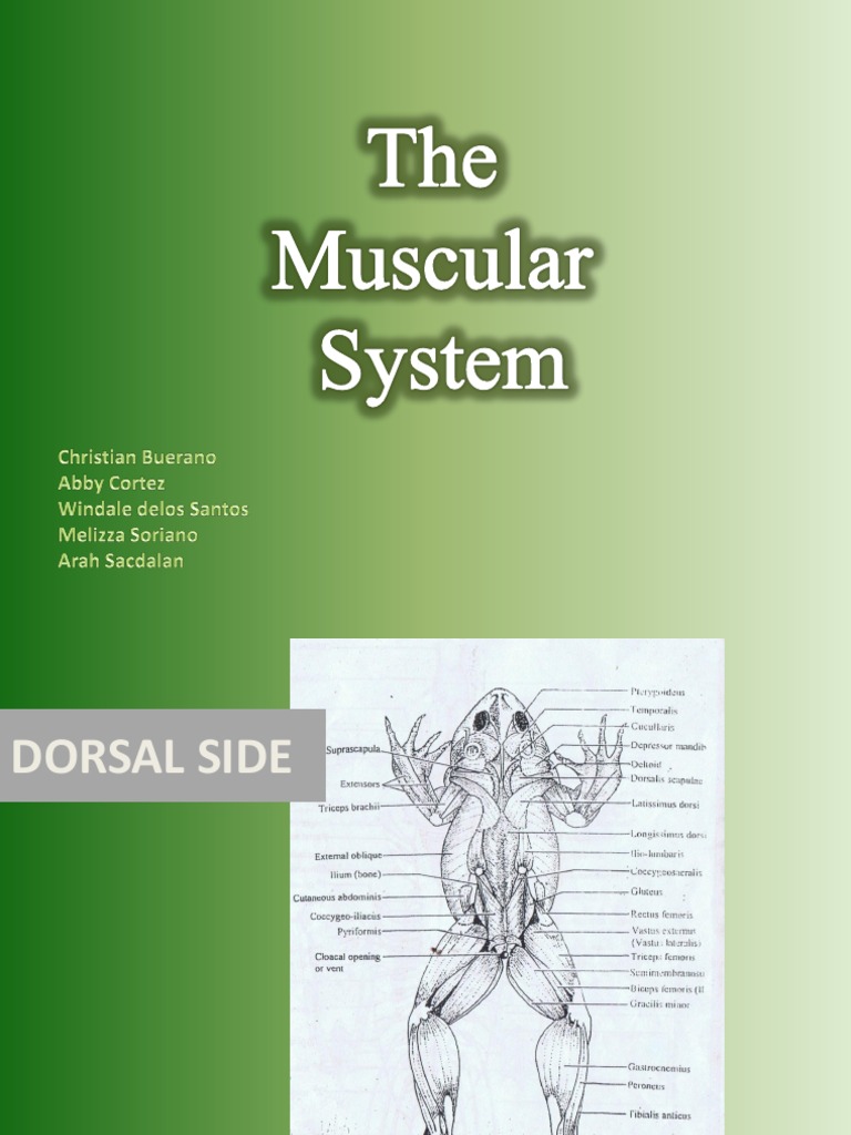 Frog Muscular System Overview | PDF | Pelvis | Foot
