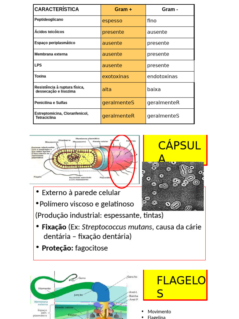 Comparação entre Bactérias Gram+ e Gram- | PDF
