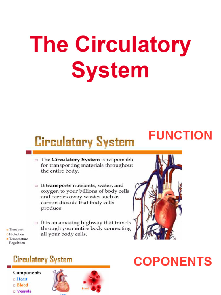 The Circulatory system-PPT - 2025-2026 | PDF | Heart | Atrium (Heart)