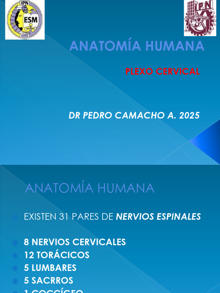 Anatomía del Plexo Cervical Humano | PDF | Tórax (anatomía humana ...