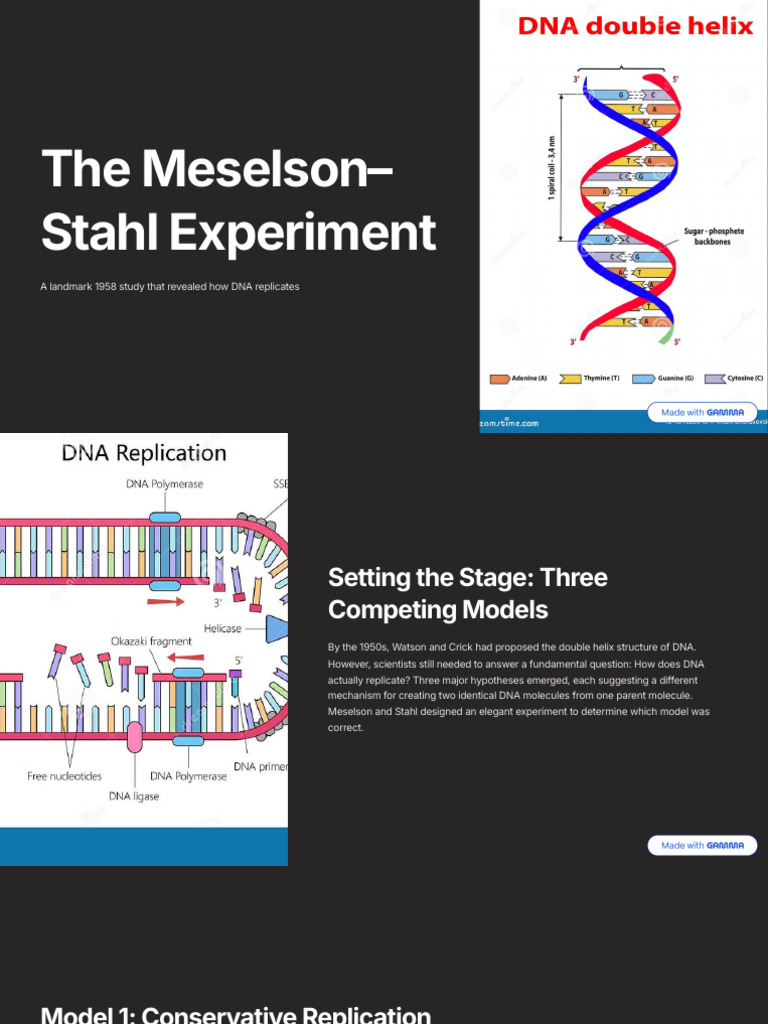 The Meselson Stahl Experiment | PDF | Dna | Molecular Biology