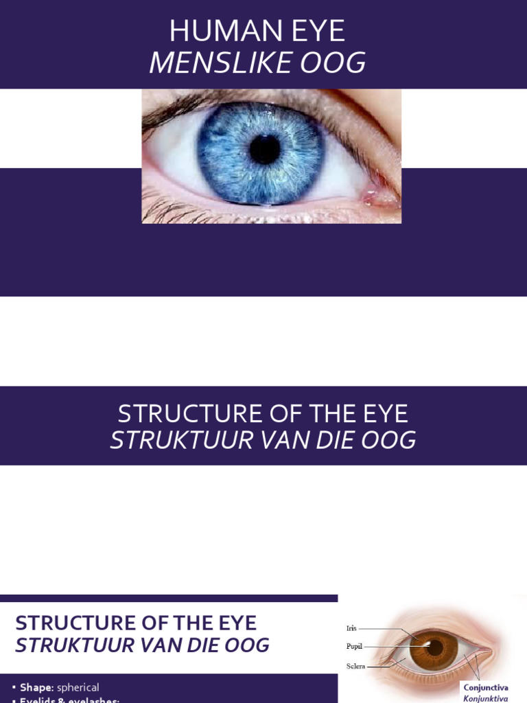 The Eye | PDF