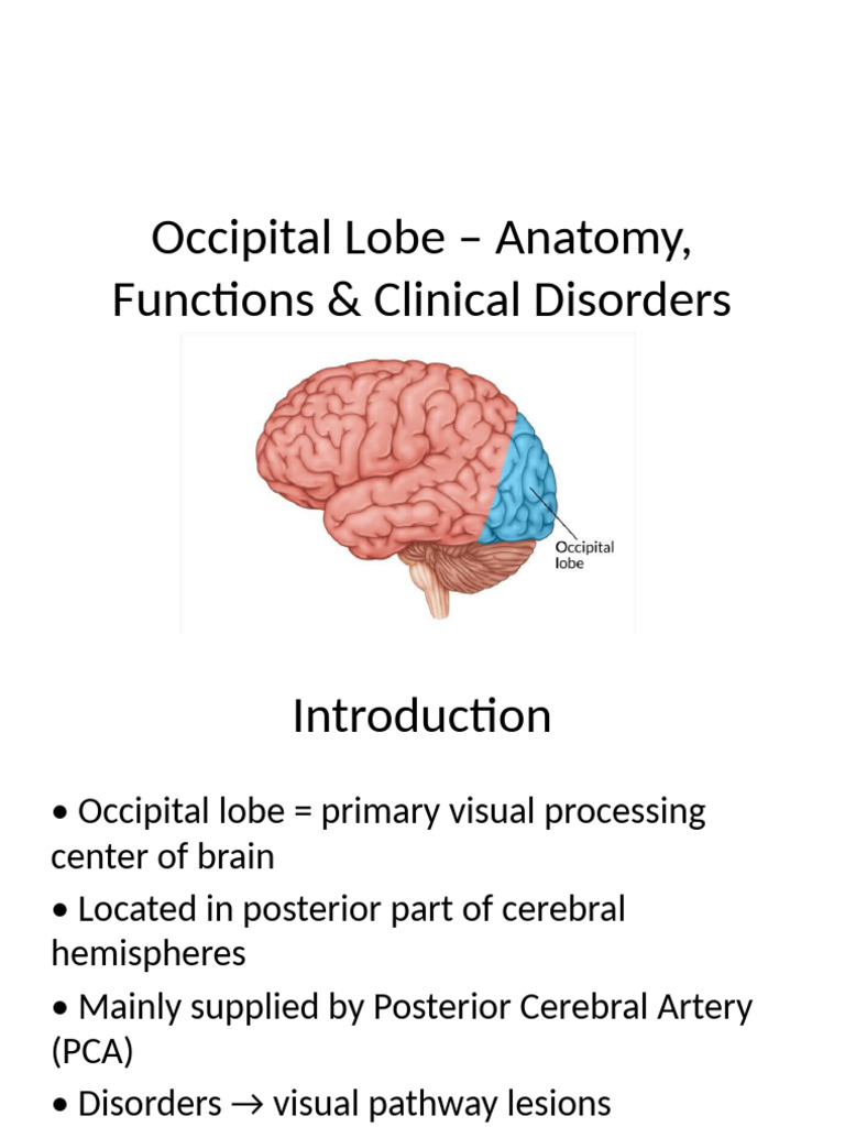 Occipital_Lobe_Presentation | PDF | Occipital Lobe | Visual System