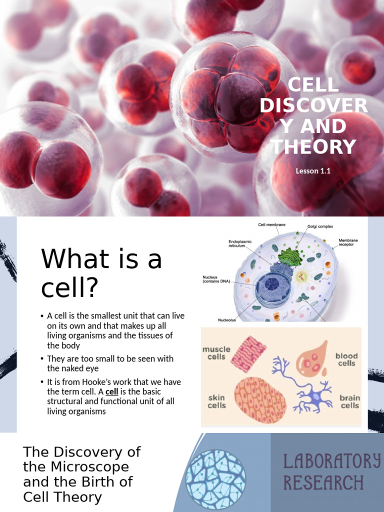 Cell Theory and Microscope Basics | PDF | Cell (Biology) | Organelle