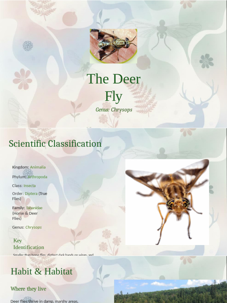 Deer Fly | PDF | Fly