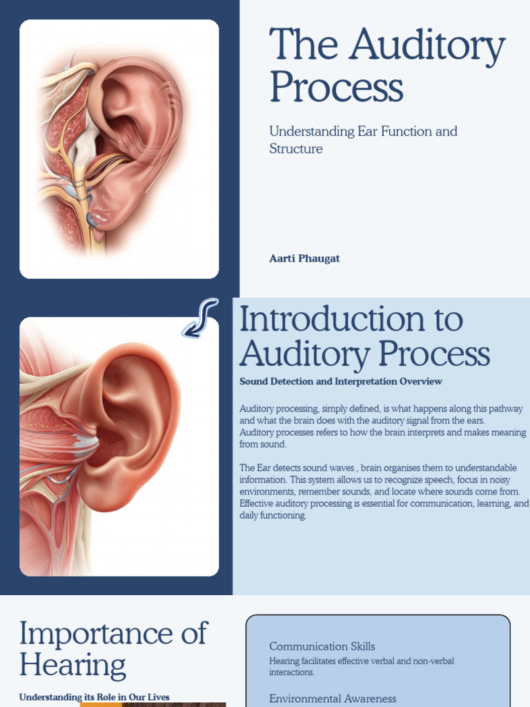 Presentation - The Auditory Process | PDF | Ear | Auditory System
