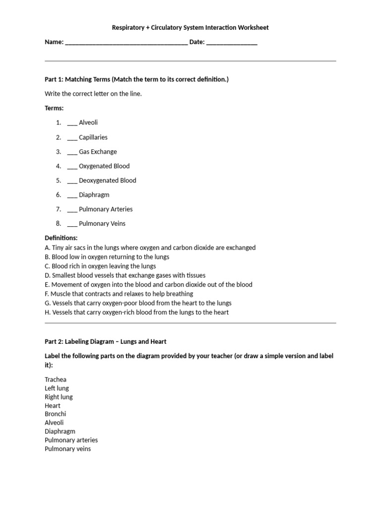 Respiratory and Circulatory Systems Worksheet | PDF