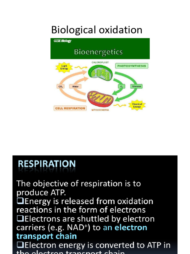 Understanding Biological Oxidation and ATP | PDF