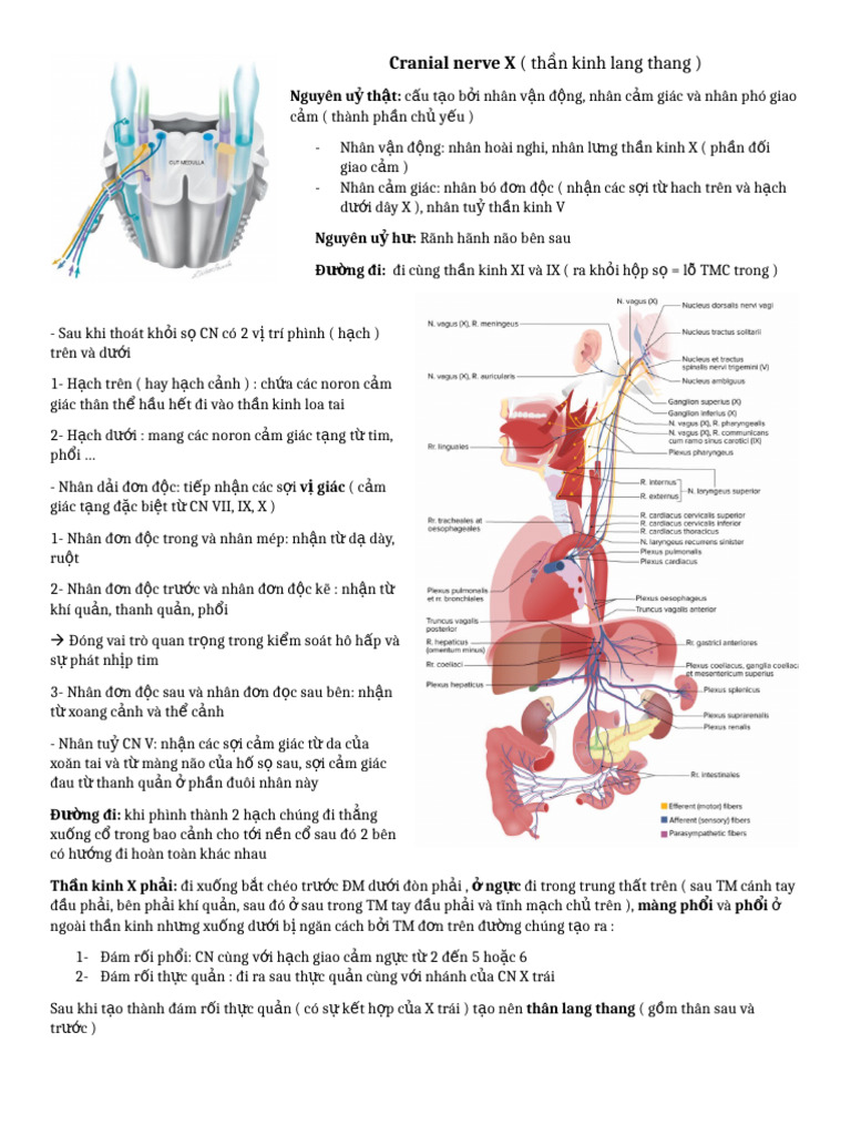 Cranial Nerve X | PDF