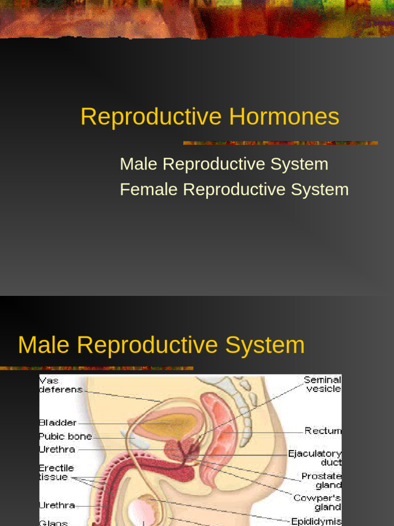 Overview of Reproductive Hormones | PDF