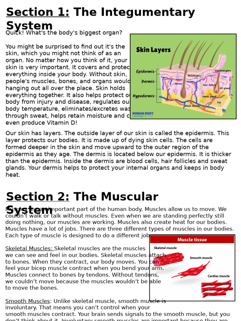 Overview of Human Body Systems | PDF | Muscle | Heart