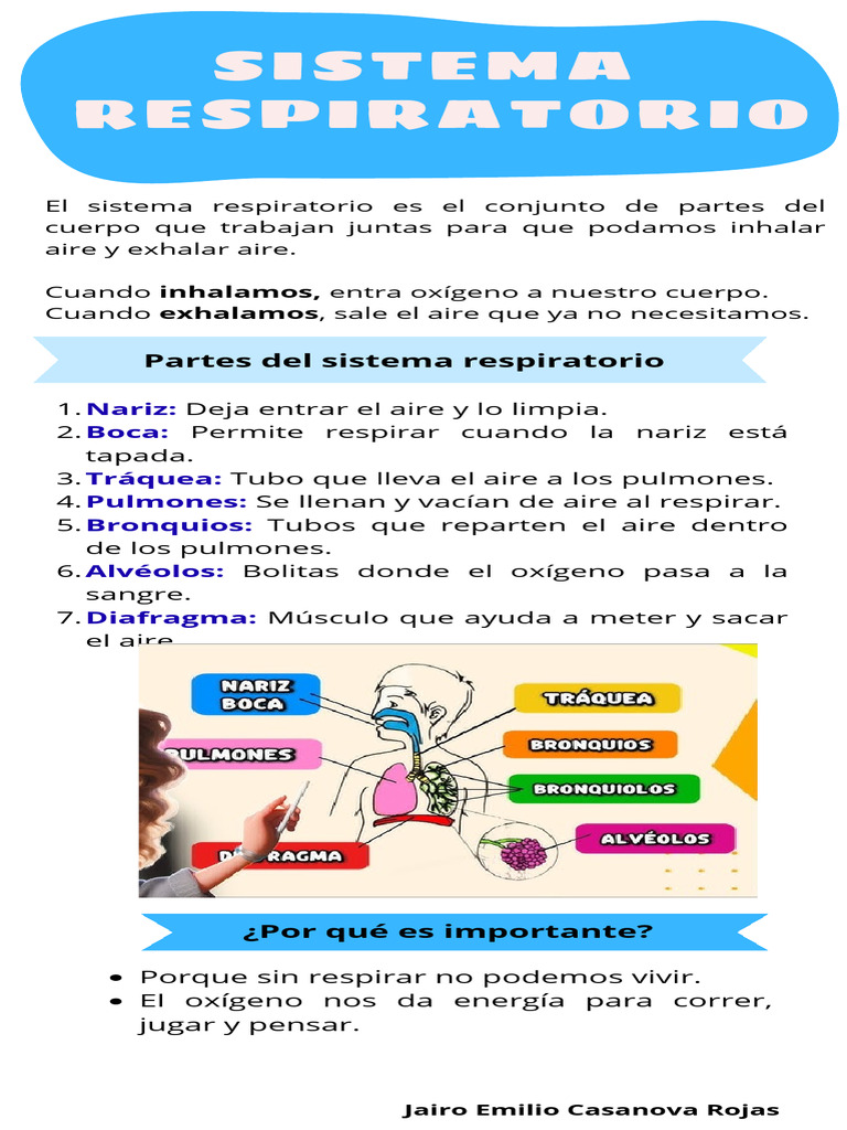 Infografía Funciones Del Sistema Respiratorio Color Rojo y Rosa | PDF