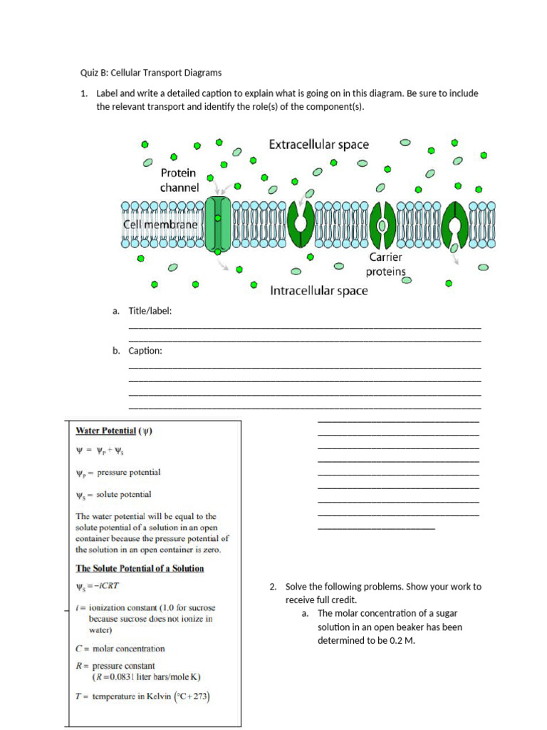 Cellular Transport Quiz and Diagrams | PDF | Applied And ...
