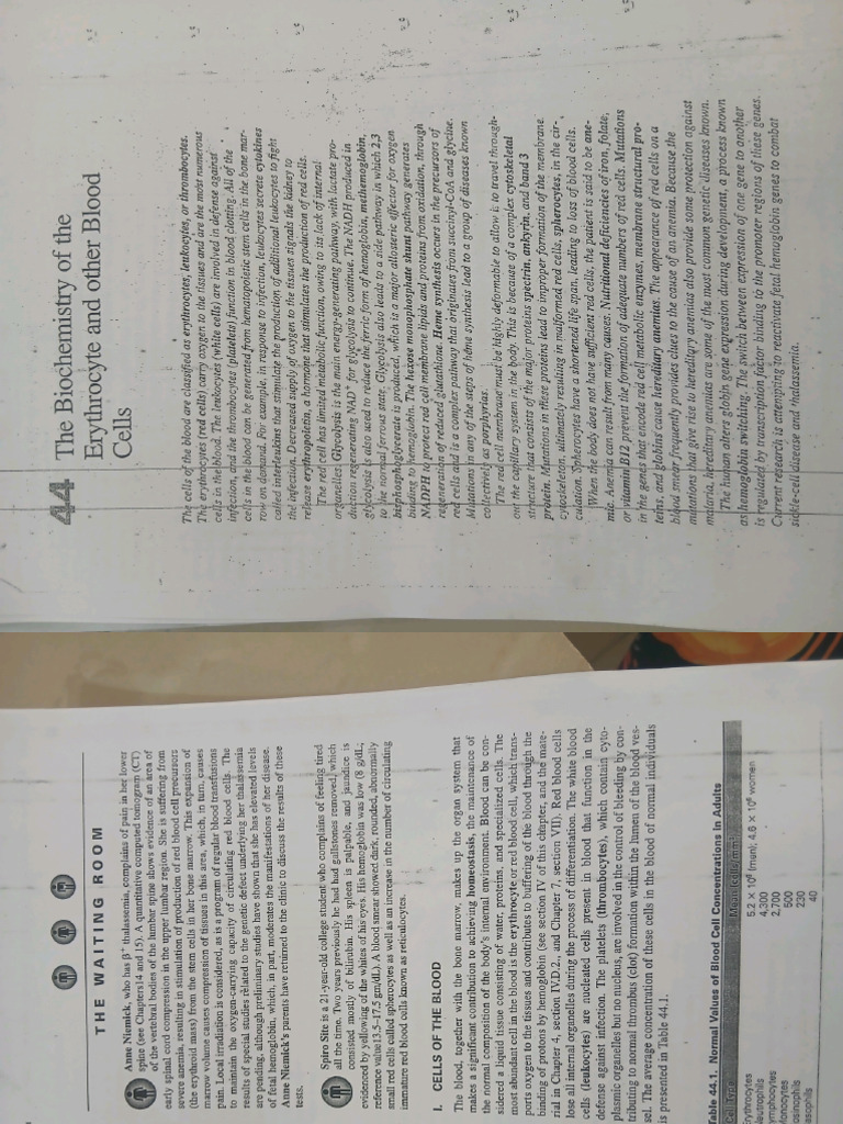 Bcm 462 _the Biochemistry of the Erythrocyte and Other Blood Cells | PDF