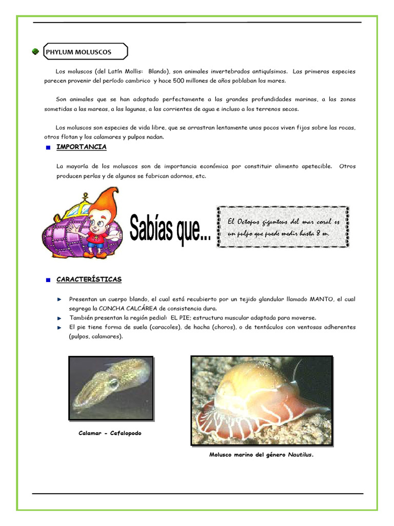 Phylum Moluscos y Phylum Anélidos Para Quinto de Secundaria | PDF ...