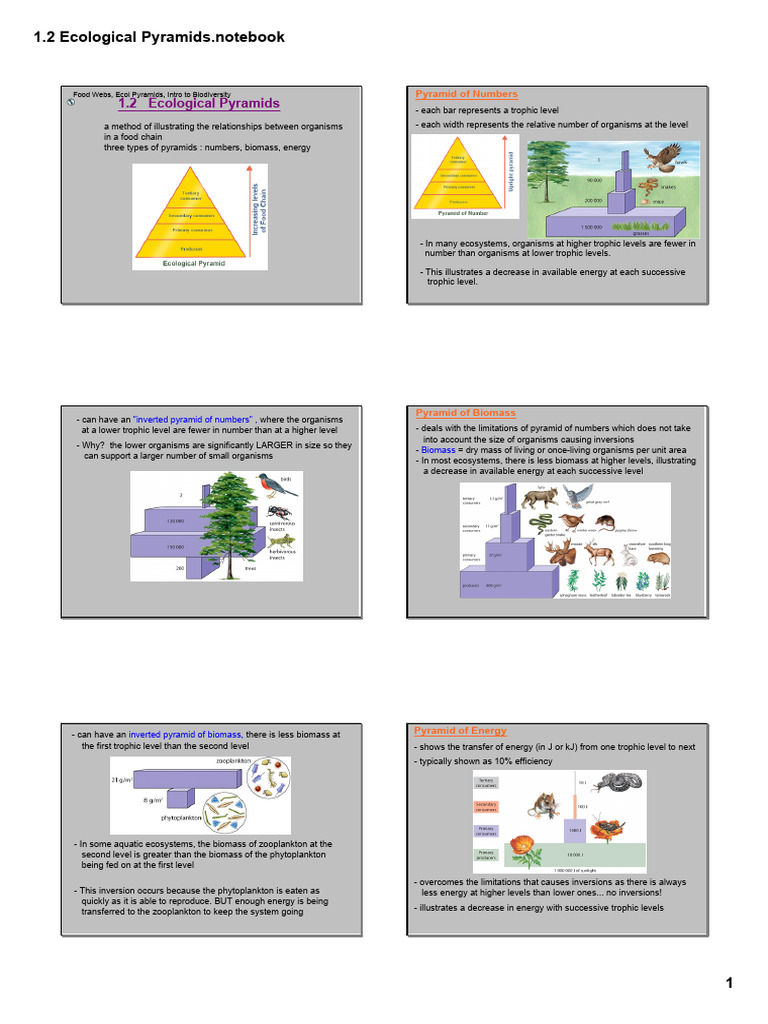 1.2 Ecological Pyramids PDF Notes | PDF | Food Web | Biomass (Ecology)