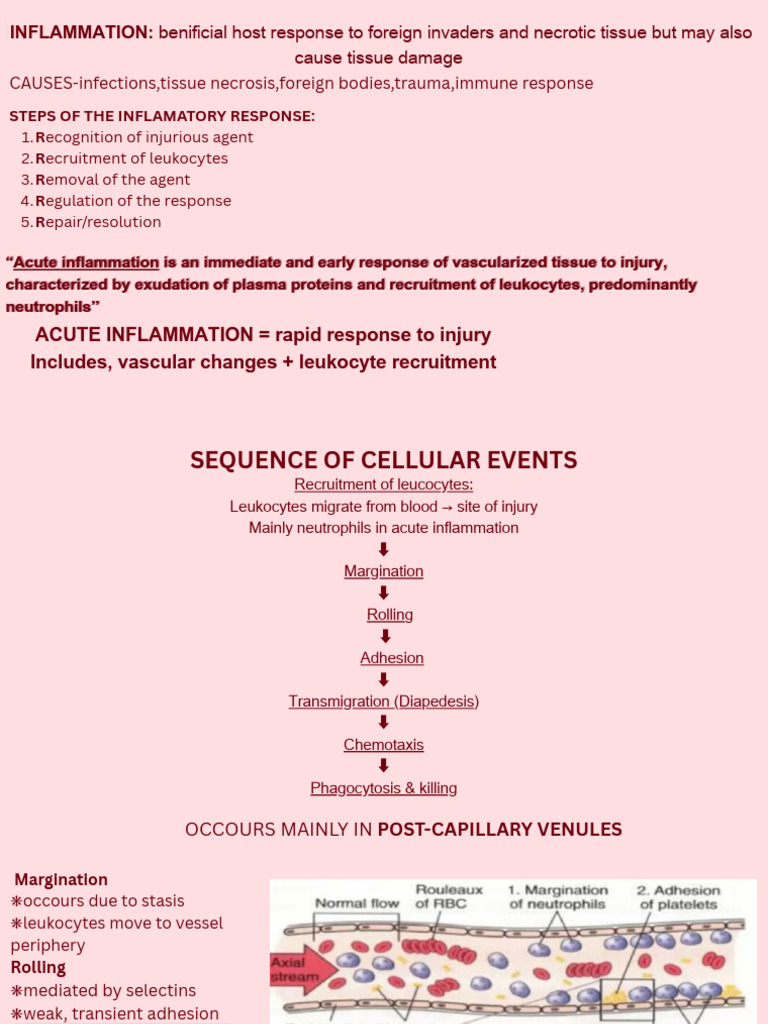 Cellular Events of Acute Inflamtion | PDF | Inflammation | Cell Adhesion