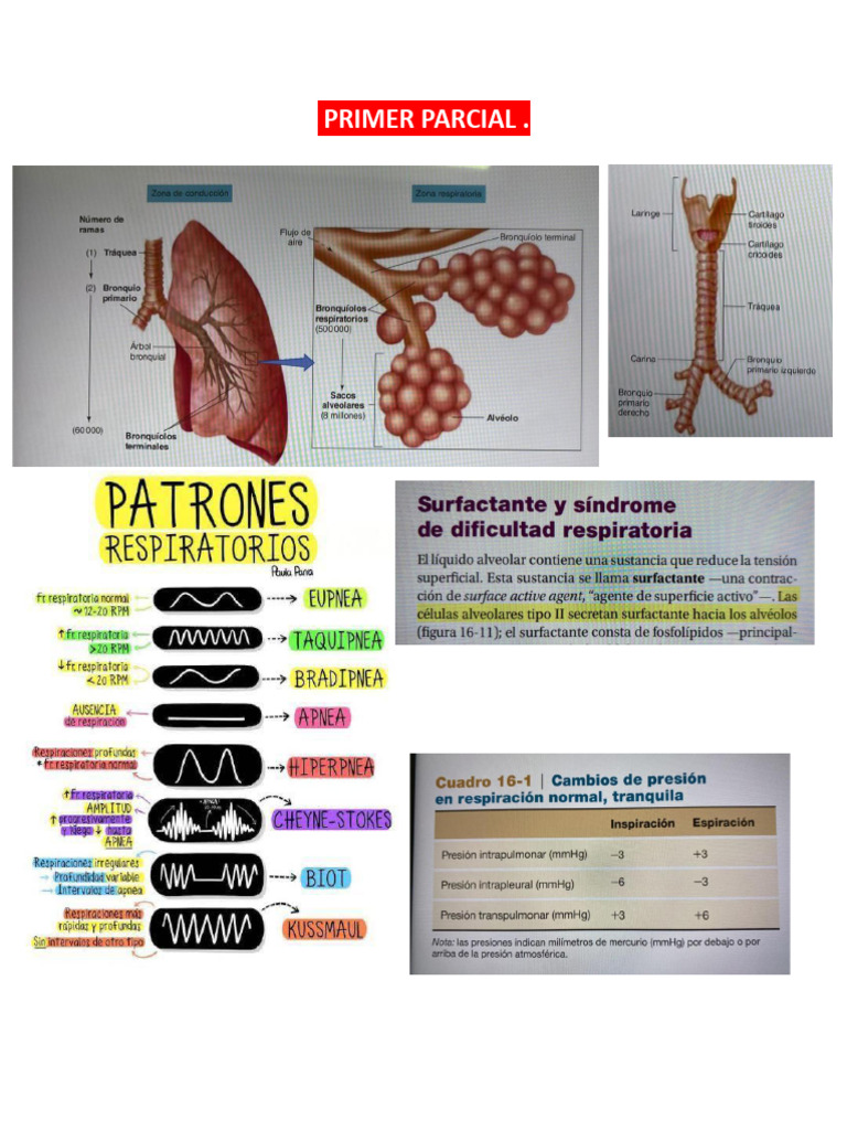 Exam Respi Prac 3 (Recuperado Automáticamente) | PDF | Inflamación | Asma