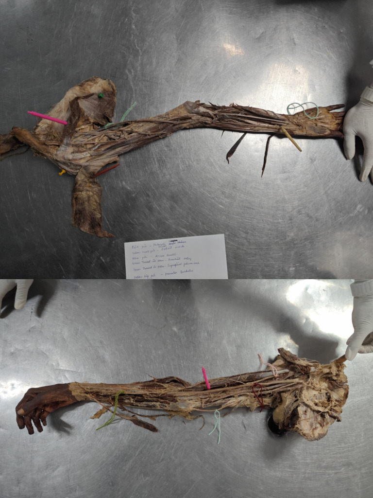 Dissection spotters -1pm | PDF