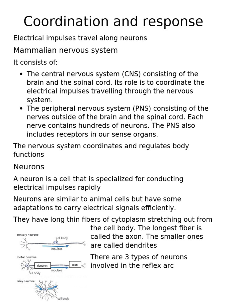 Unit 14 Coordination and Response | PDF | Nervous System | Neuron