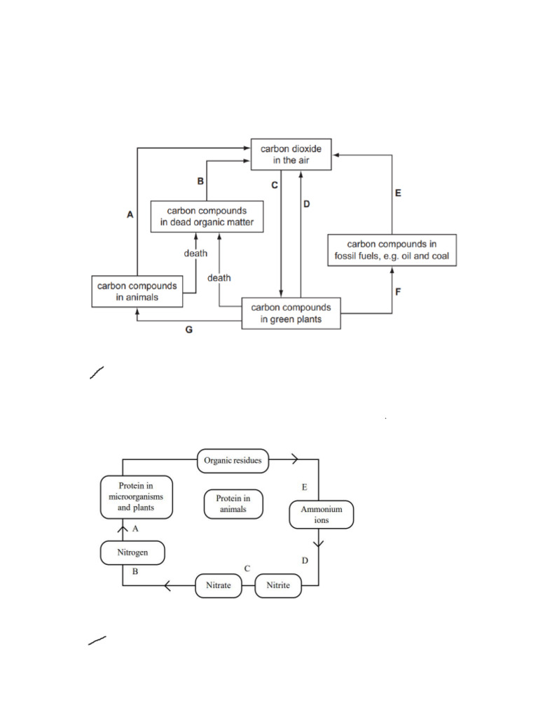 Ecosystem Processes and Cycles Quiz | PDF | Food Web | Carbon Cycle