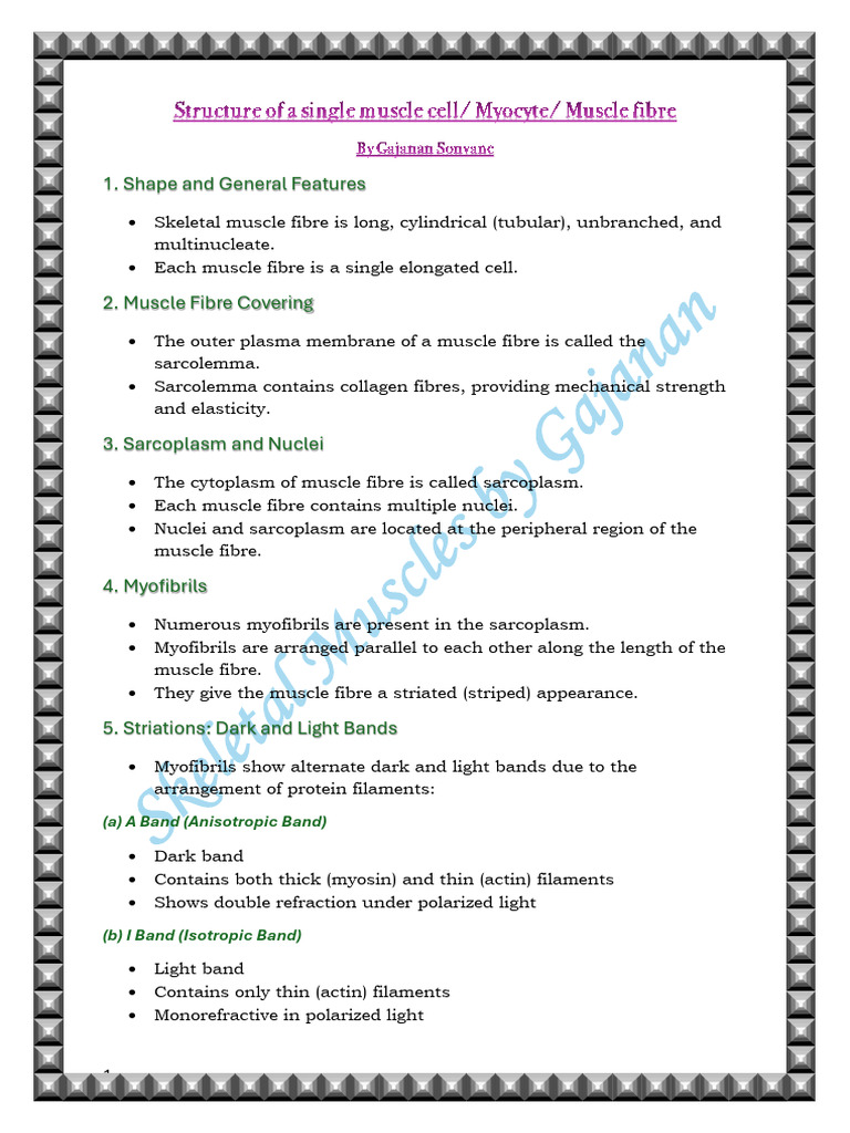 Structure of A Single Muscle Cell | PDF | Muscle Contraction | Cell Biology