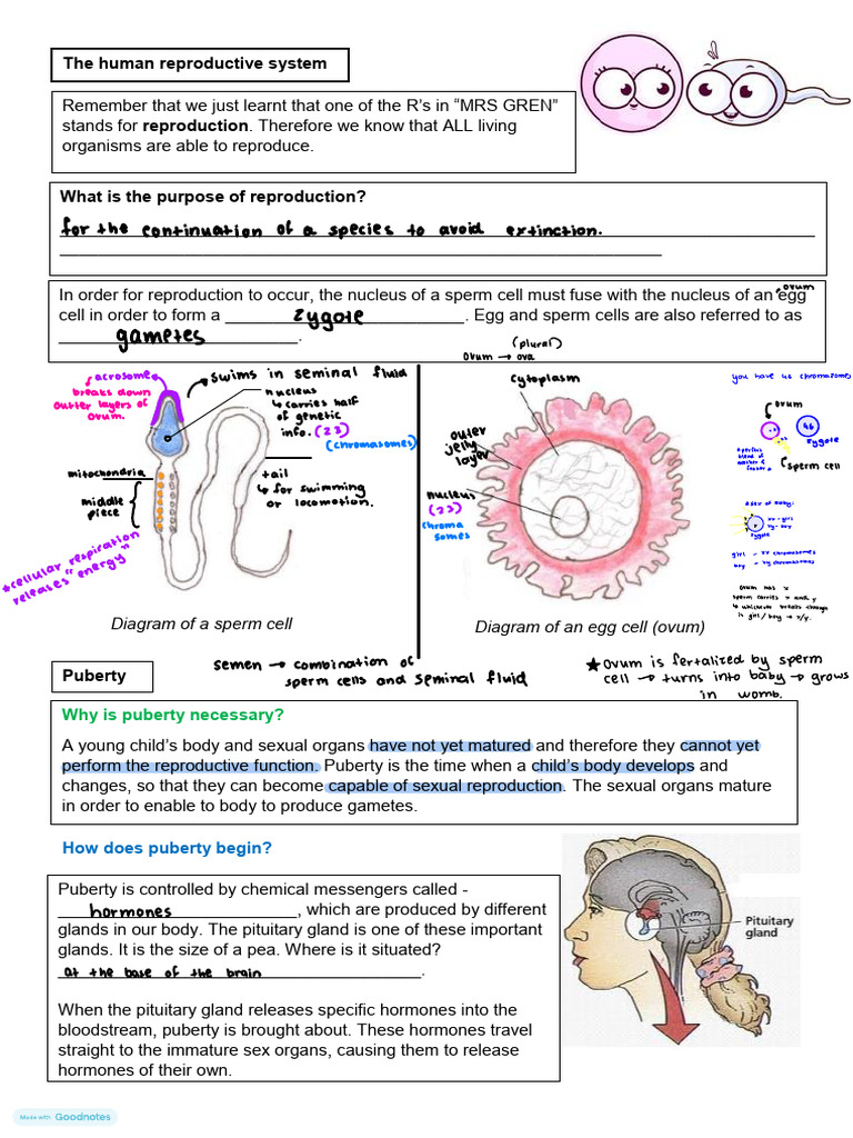 Understanding Human Reproduction | PDF | Puberty | Human Reproduction