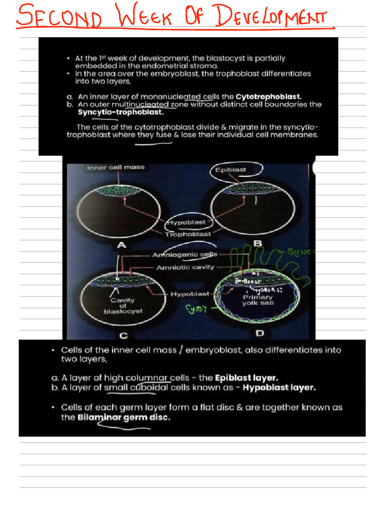 Second Week of Development | PDF
