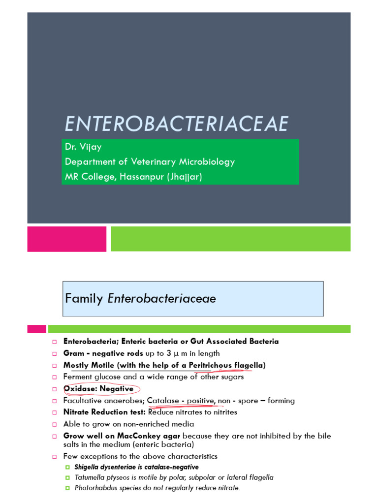 Enterobacteria and E Coli | PDF | Lipopolysaccharide | Escherichia Coli