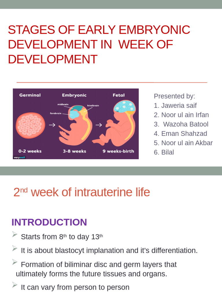 Stages of Early Embryonic Development in 2nd Week | PDF | Vertebra ...