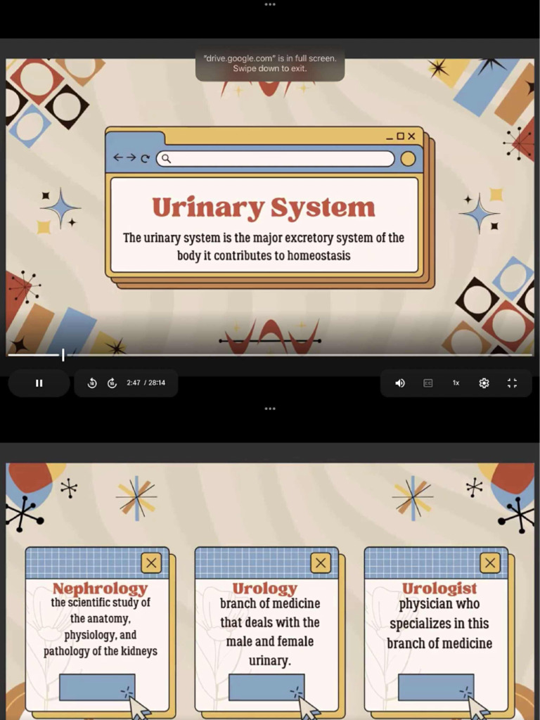 Urinary System | PDF
