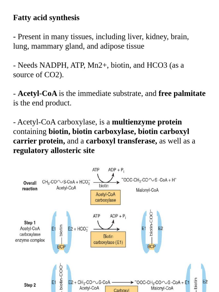 Understanding Fatty Acid Synthesis | PDF