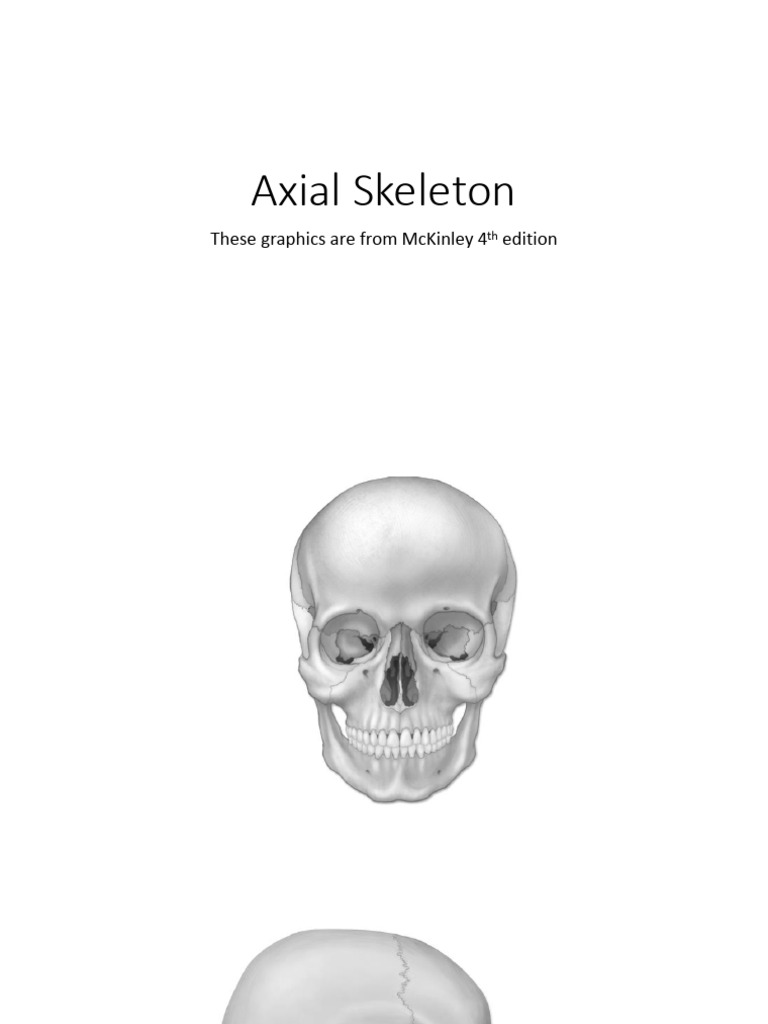 Lab 2 Axial Skeleton | PDF