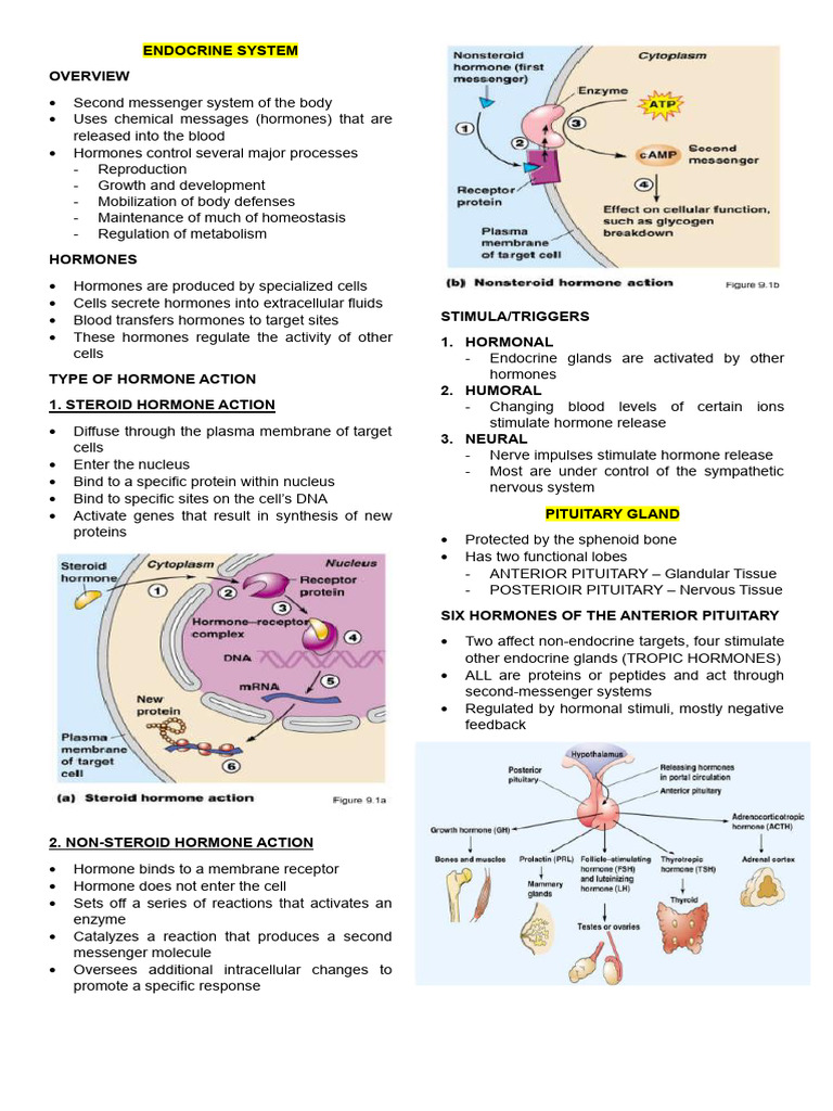 Anaphy - Endocrine System (Notes) | PDF | Adrenal Gland | Hormone