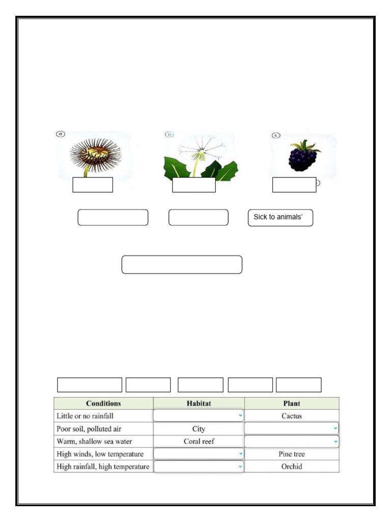 4th Grade Plant Parts Worksheet | PDF | Plants | Flowers