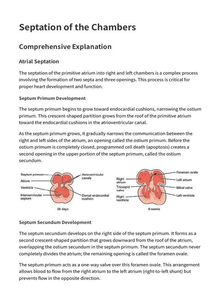02 Septation of Chambers | PDF | Congenital Heart Defect | Atrium (Heart)