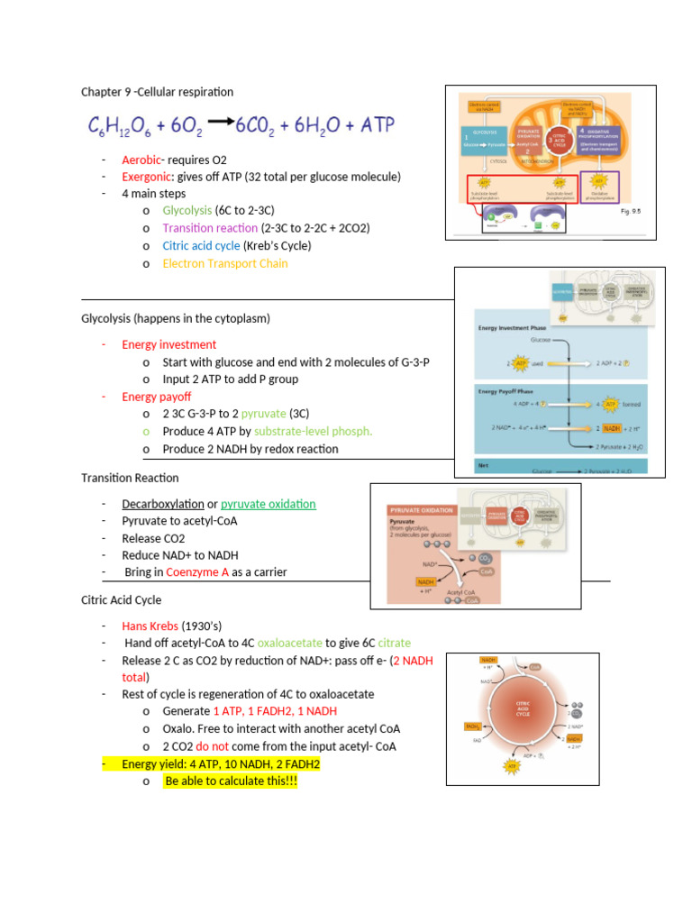 Cellular Respiration Overview: Steps & Yield | PDF | Cellular ...