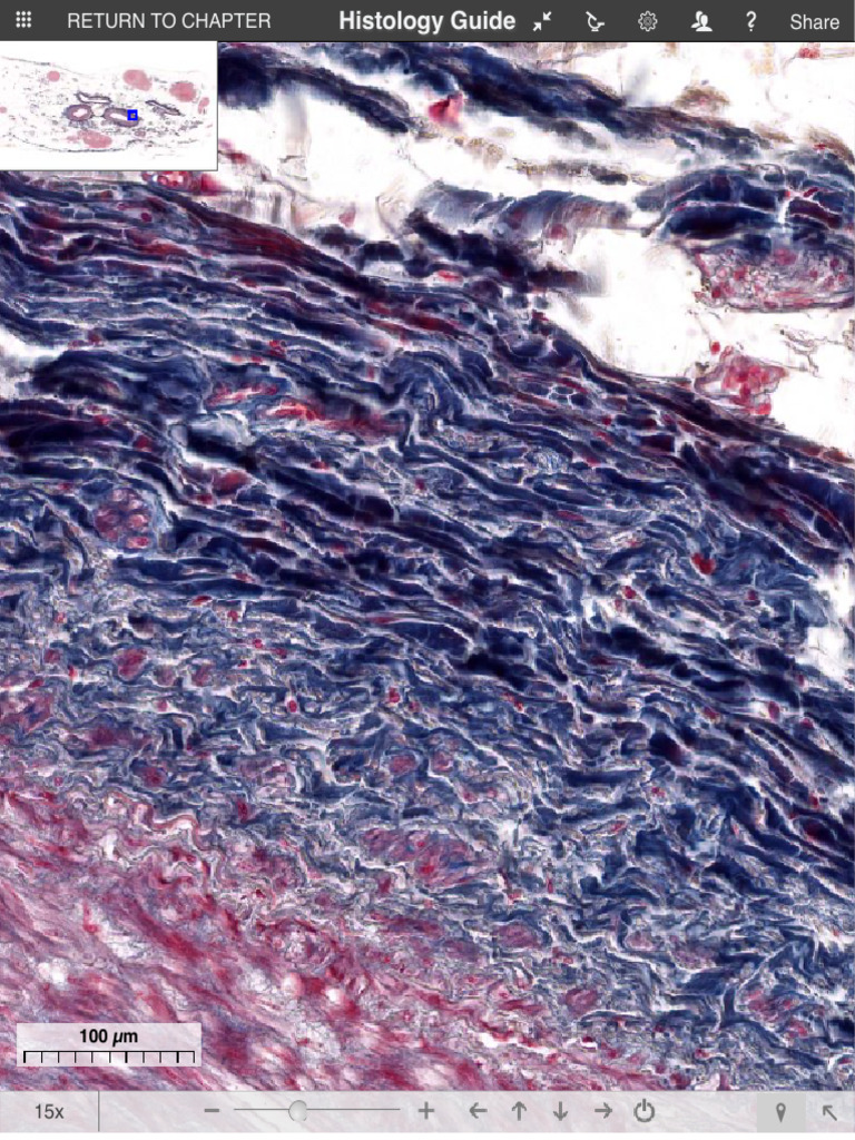 Collagen Fibers and Elastic Fibers Connective Tissue 5 | PDF